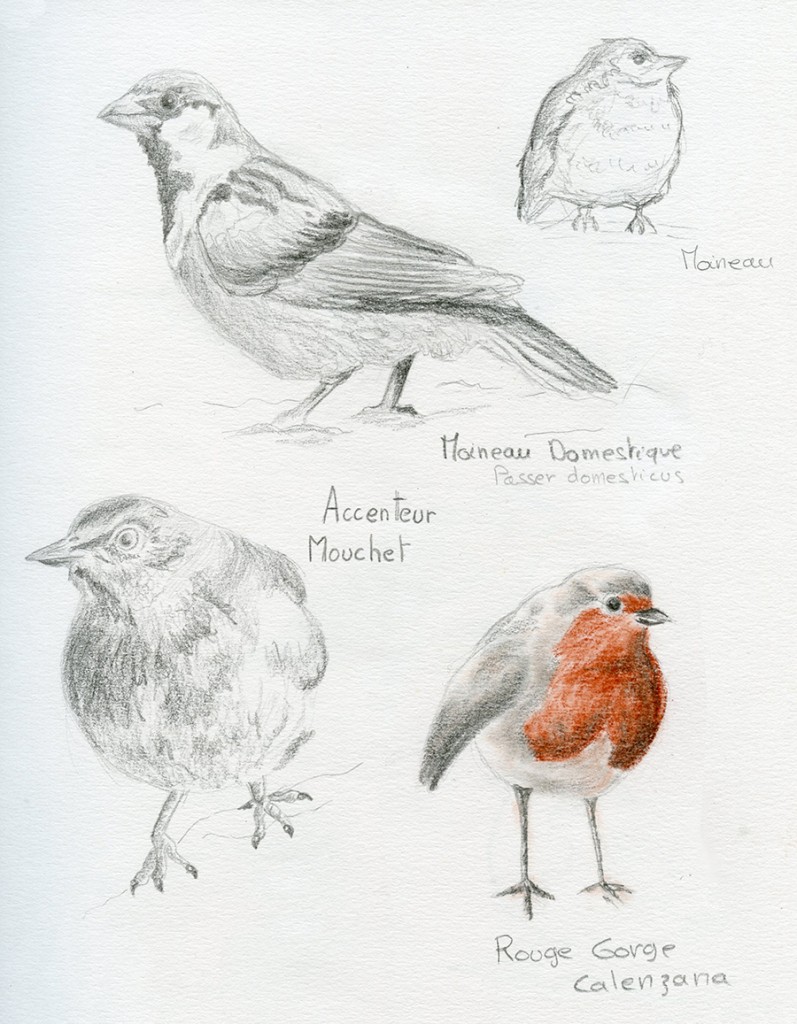 Croquis, dessin, recherches oiseaux | Amandine Alezard